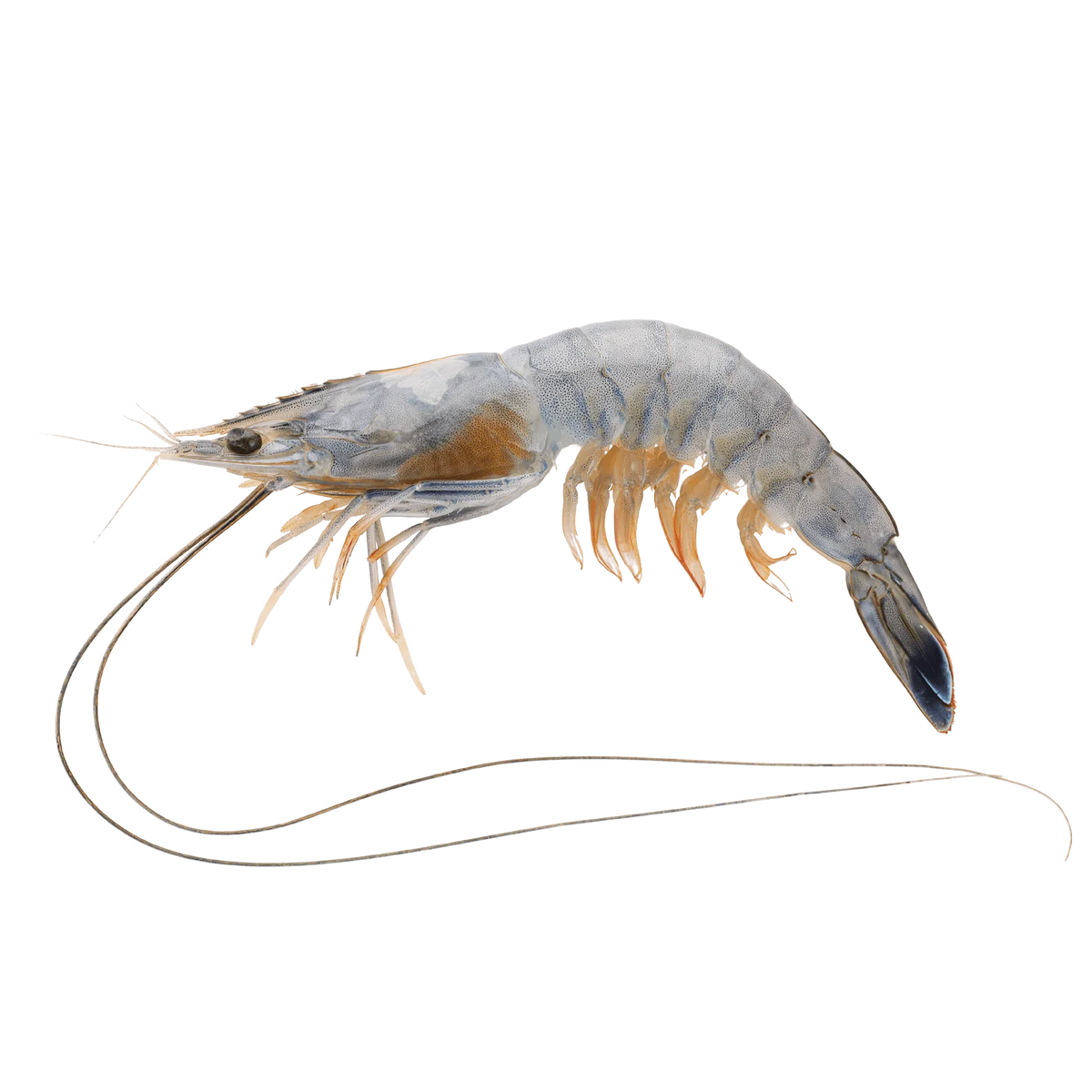 New Caledonia Blue Prawns | San Francisco Specialty Foods
