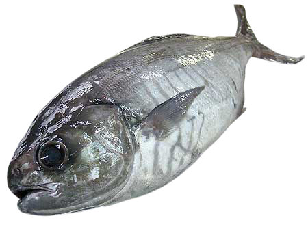 Wild Japanese Medai (Pacific Barrelfish) | San Francisco Specialty Foods