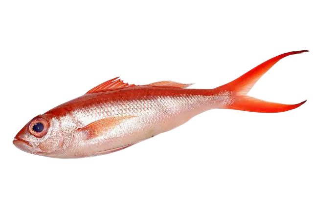Wild Japanese Onagadai (Ruby Snapper) | San Francisco Specialty Foods