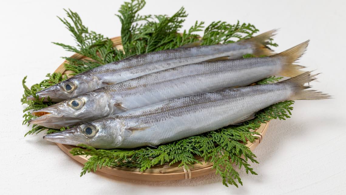 Wild Kamasu (Japanese Barracuda) | San Francisco Specialty Foods